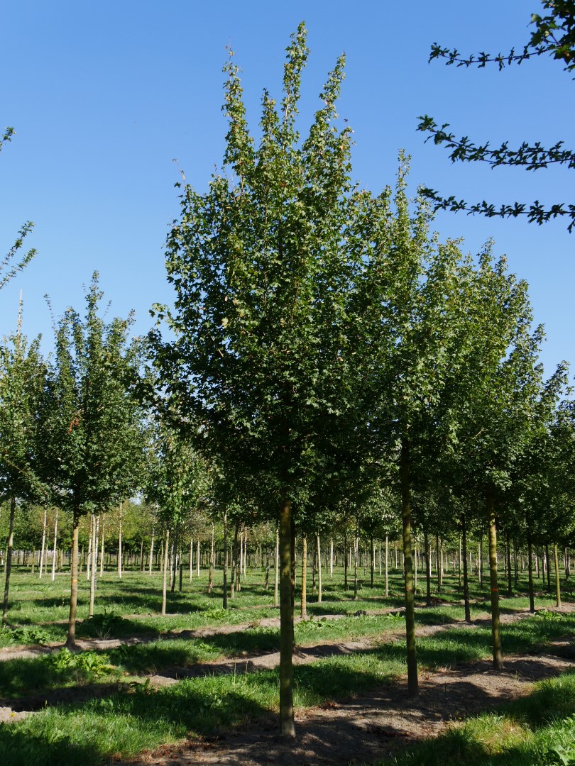 Acer campestre | Spaanse aak, Veldesdoorn - Van den Berk Boomkwekerijen