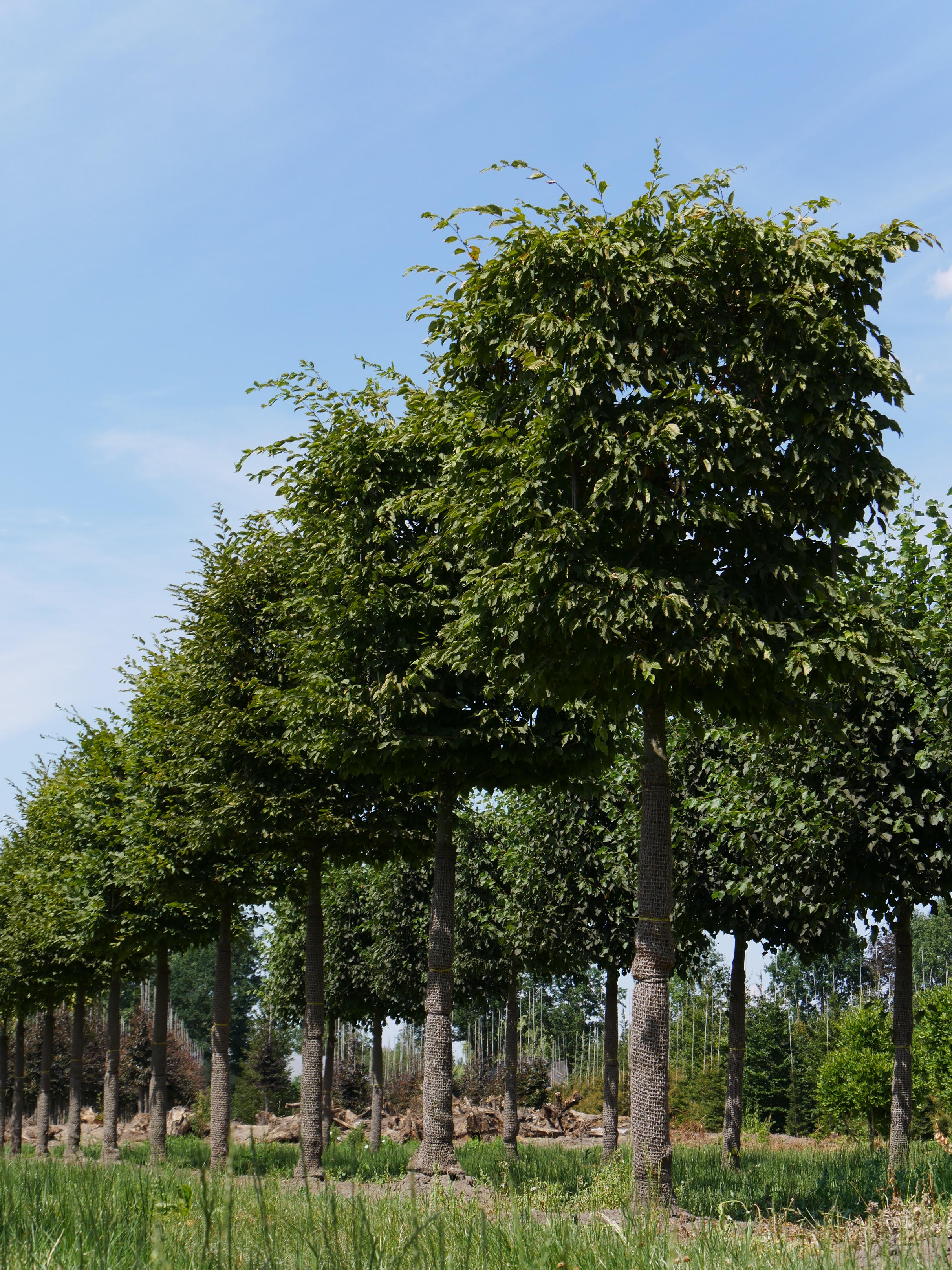 Carpinus betulus | Gewone haagbeuk - Van den Berk Boomkwekerijen