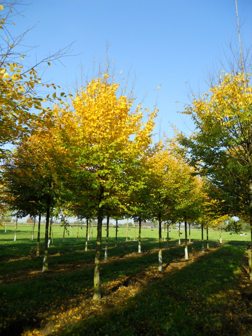 Carpinus betulus | Gewone haagbeuk - Van den Berk Boomkwekerijen