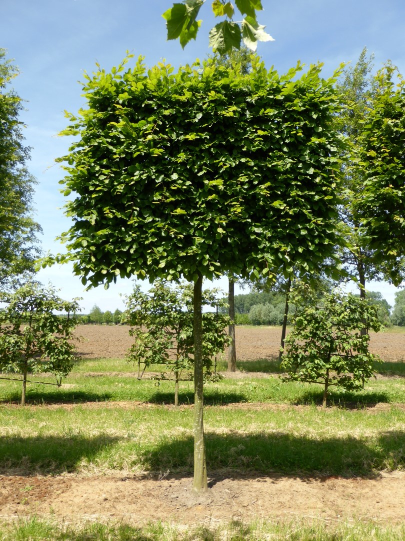 Carpinus betulus | Gewone haagbeuk - Van den Berk Boomkwekerijen