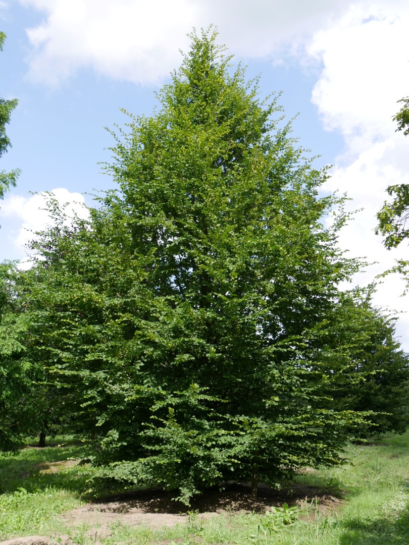 Carpinus betulus | Gewone haagbeuk - Van den Berk Boomkwekerijen