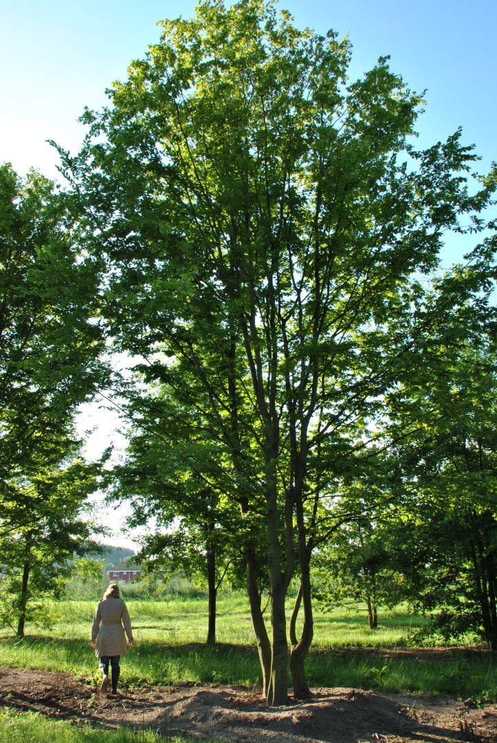 Carpinus betulus | Gewone haagbeuk - Van den Berk Boomkwekerijen