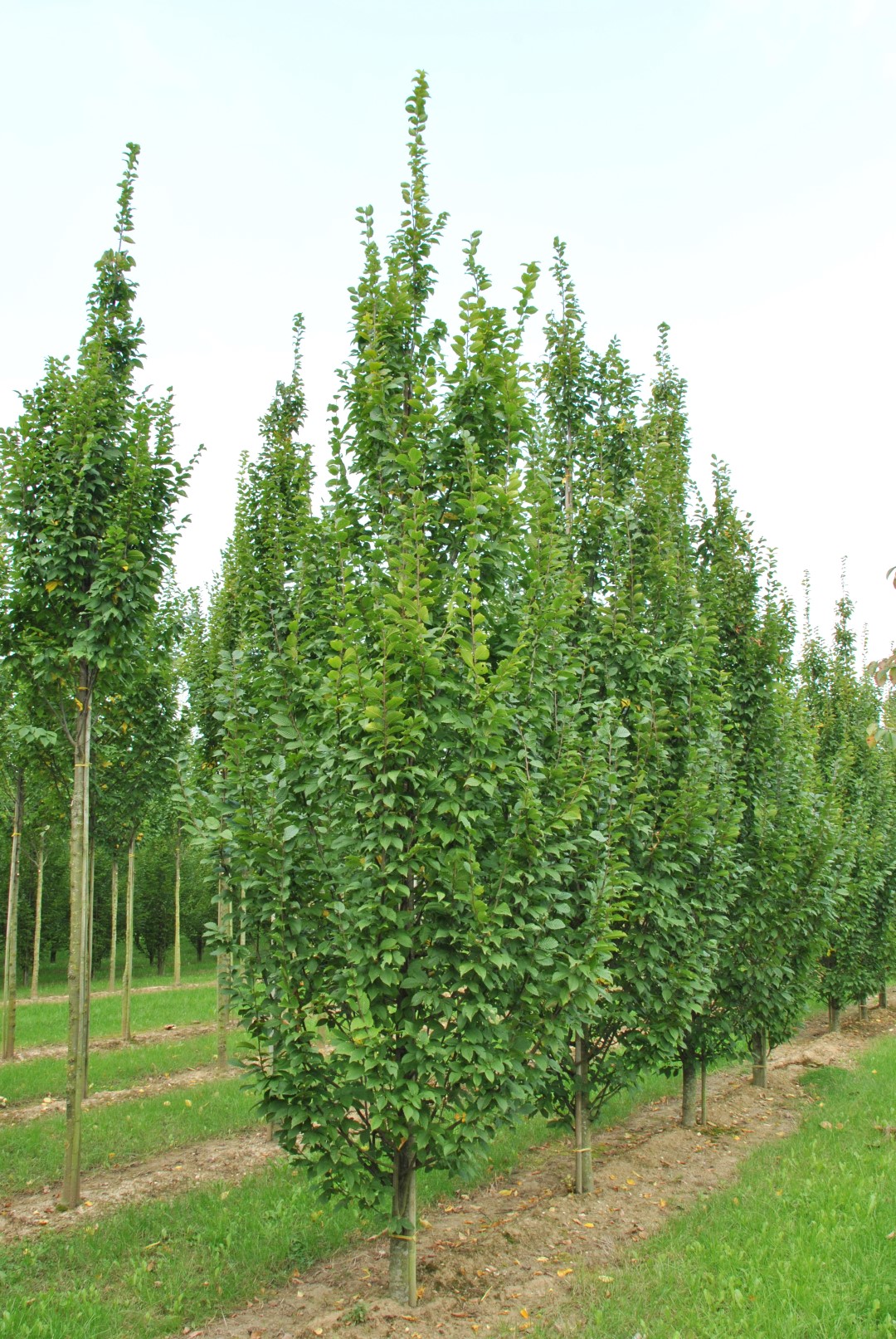 Carpinus betulus 'Lucas' - Van den Berk Boomkwekerijen