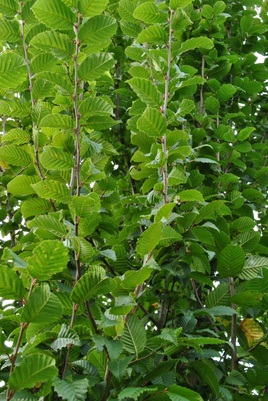 Carpinus betulus 'Lucas' - Van den Berk Boomkwekerijen