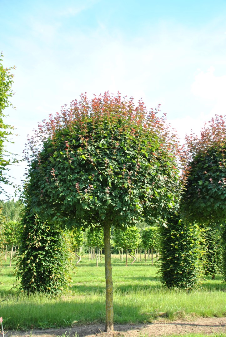 Acer campestre 'Red Shine' | Veldesdoorn (cv) - Van den Berk Boomkwekerijen