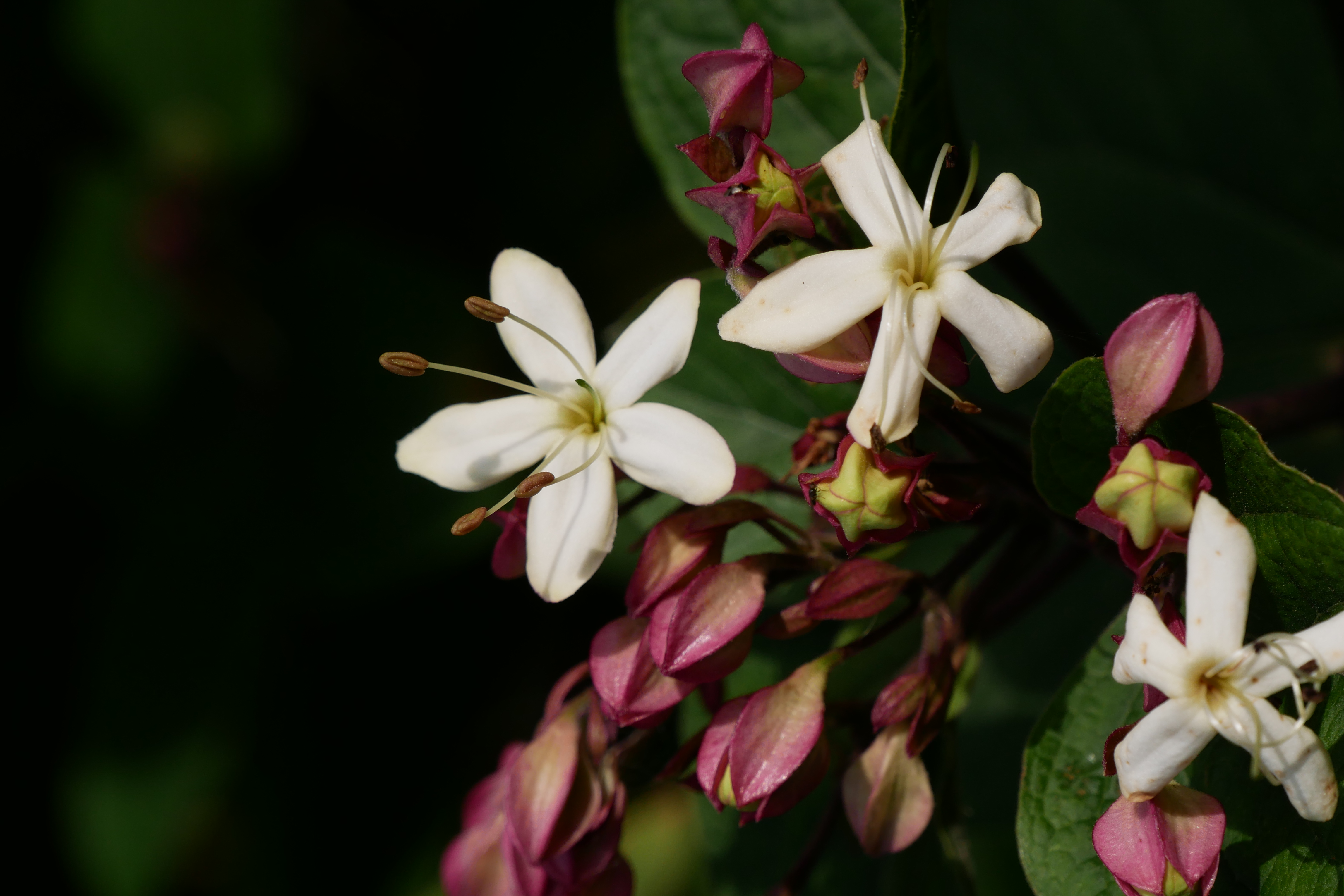 Clerodendrum trichotomum | Kansenboom - Van den Berk Boomkwekerijen
