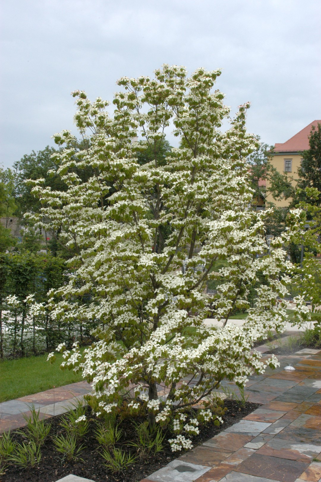 Cornus kousa var. chinensis | Japanse grootbloemige kornoelje (v) - Van ...