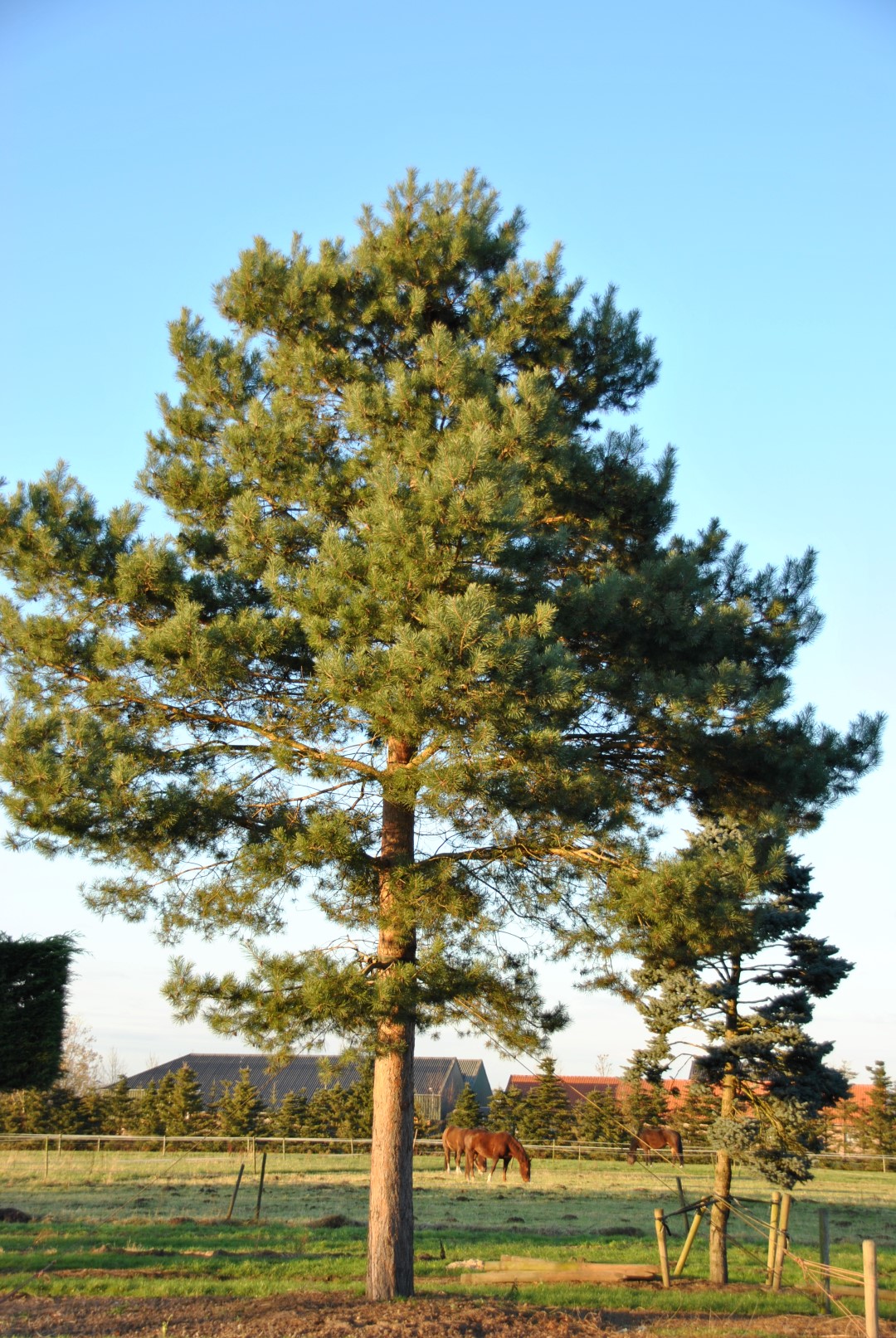 Pinus sylvestris | Grove den, Vliegden - Van den Berk Boomkwekerijen