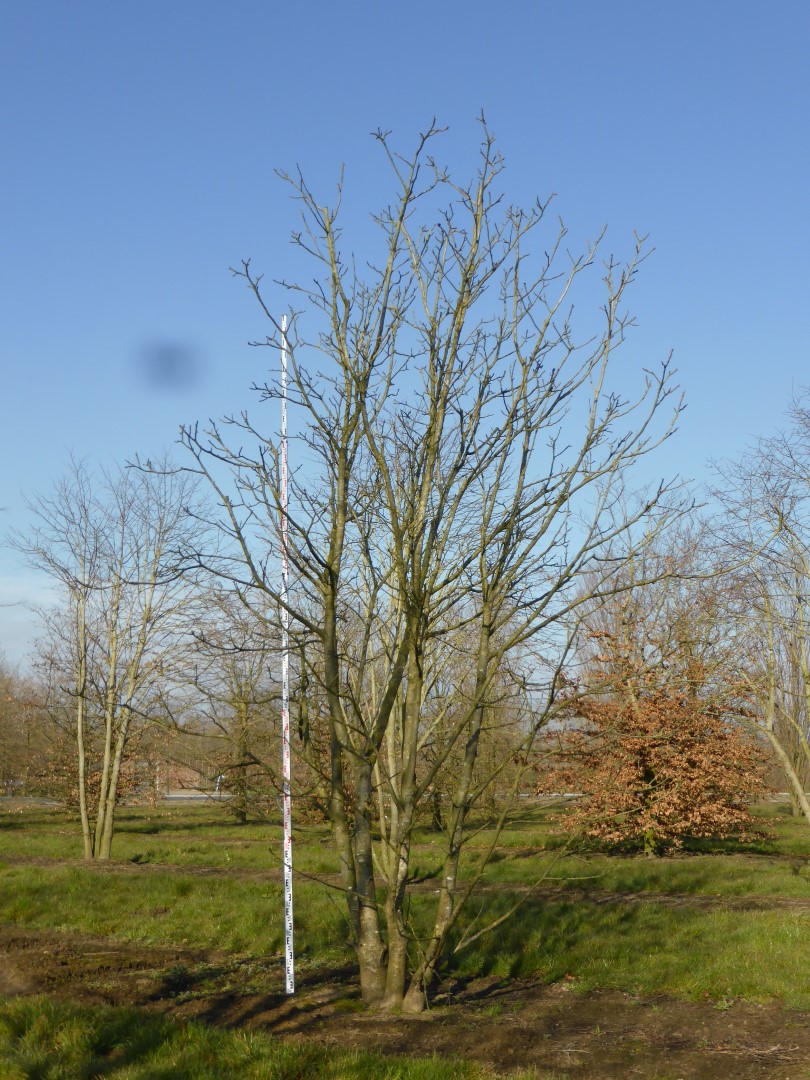 Juglans regia | Gewone walnoot, Okkernoot - Van den Berk Boomkwekerijen