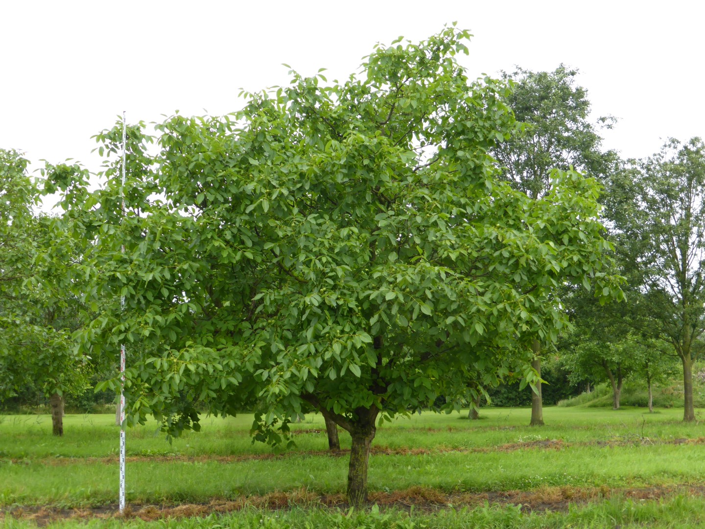 Juglans regia | Gewone walnoot, Okkernoot - Van den Berk Boomkwekerijen