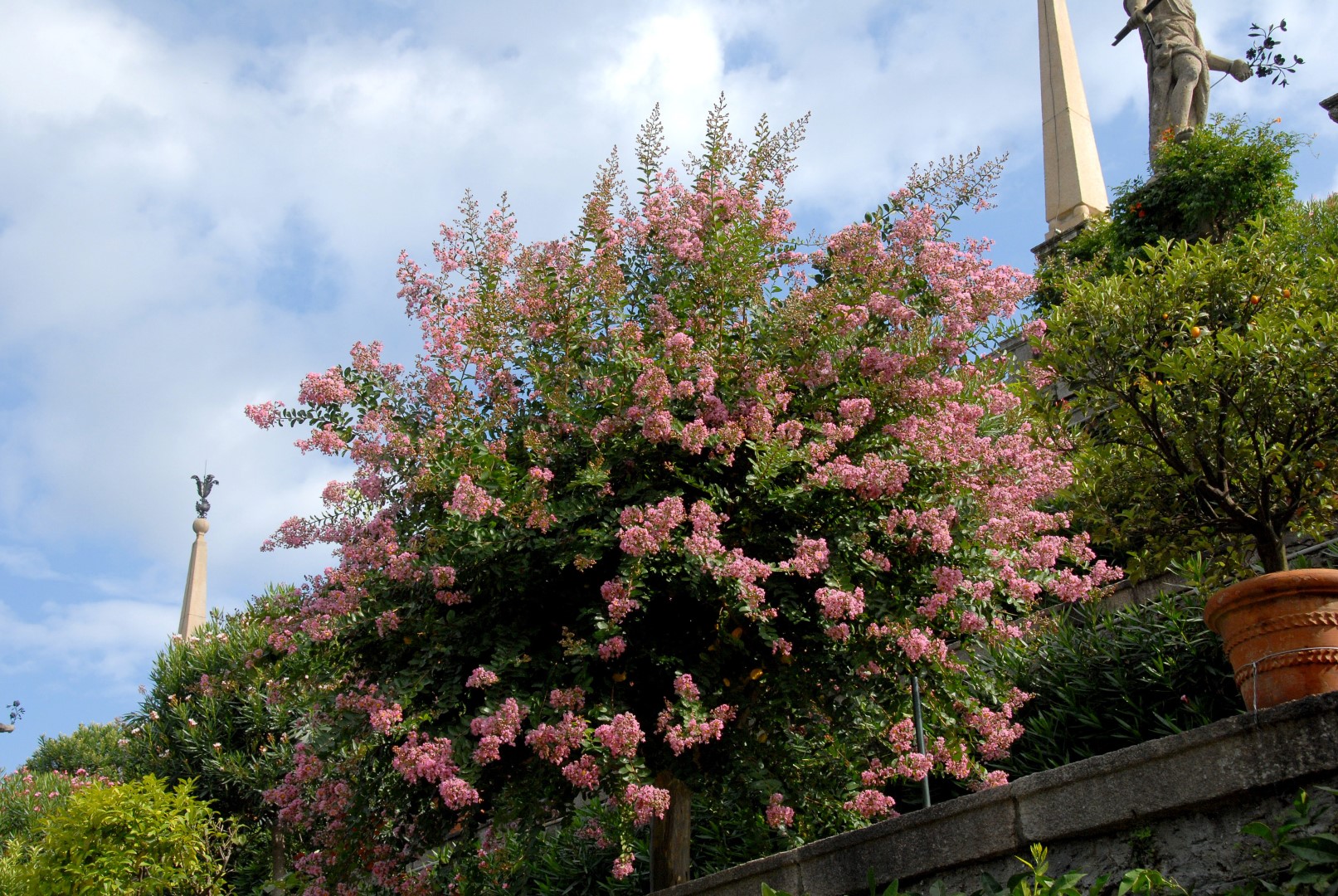 Lagerstroemia indica | Indische sering - Van den Berk Boomkwekerijen