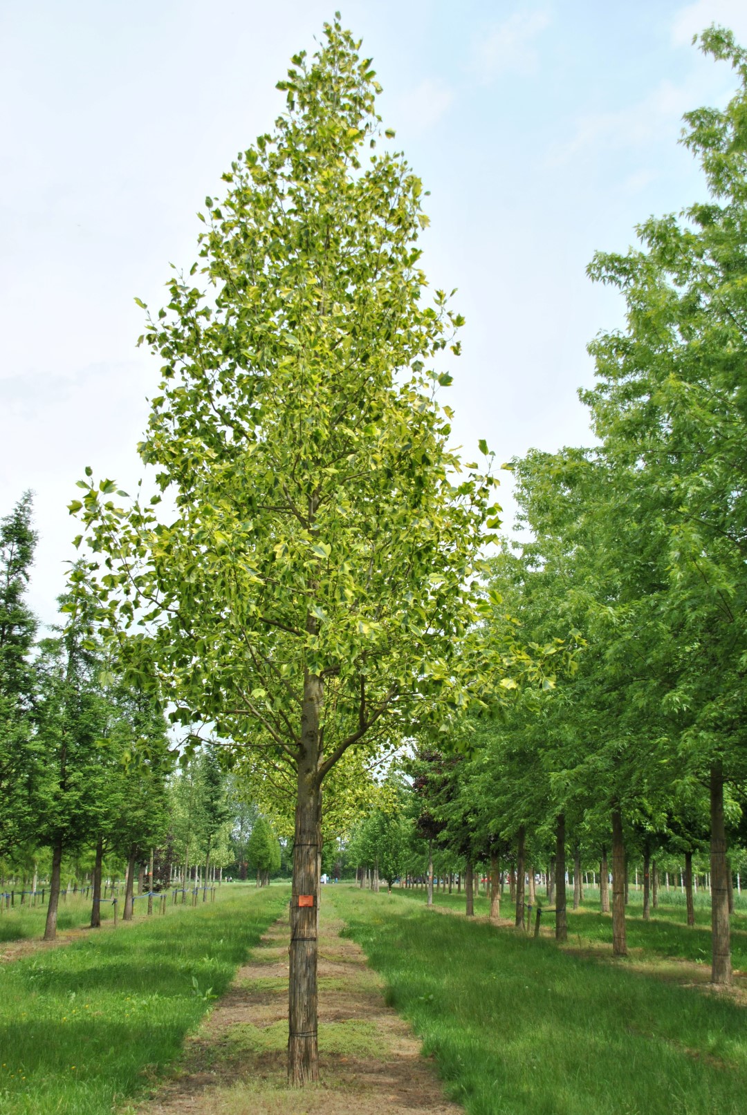 Liriodendron tulipifera 'Aureomarginatum' - Van den Berk Boomkwekerijen