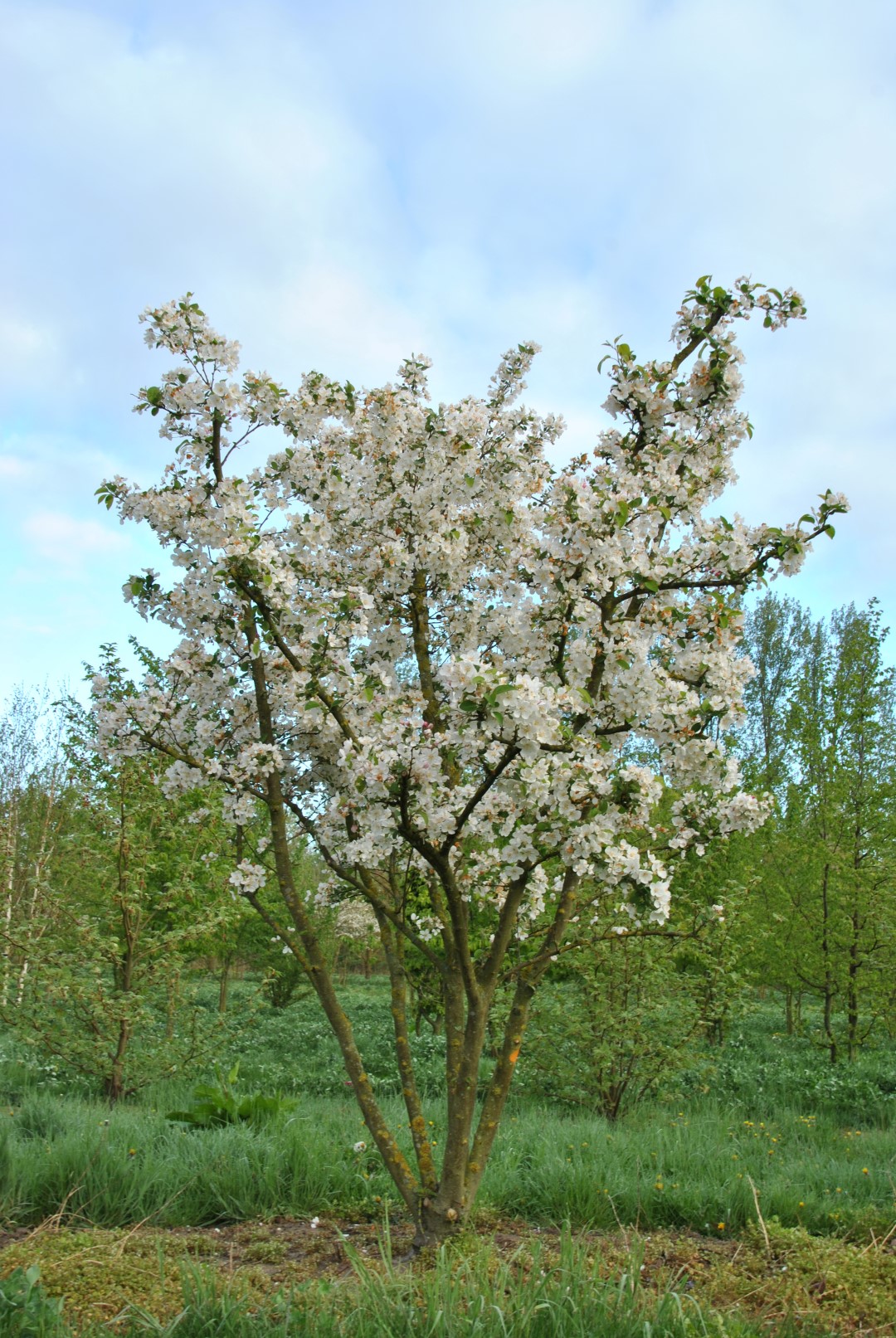 Malus 'Evereste' | Sierappel (cv) - Van den Berk Boomkwekerijen