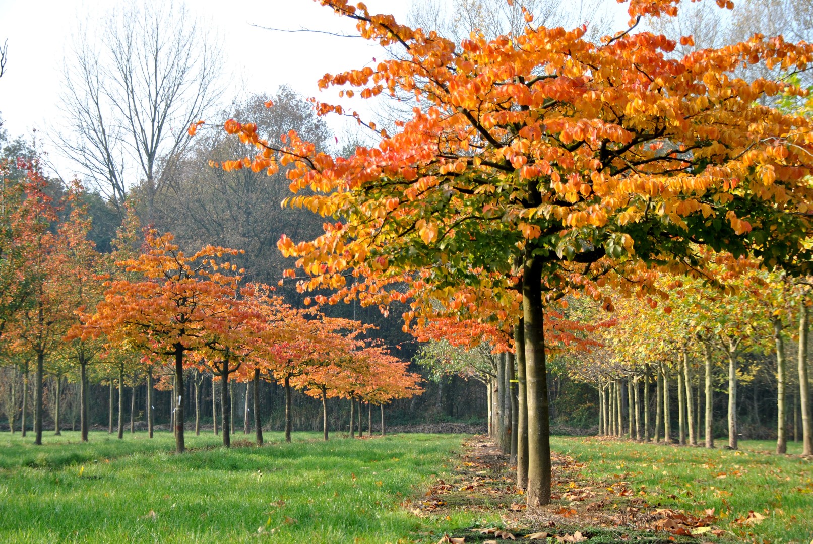 Parrotia persica - Van den Berk Boomkwekerijen