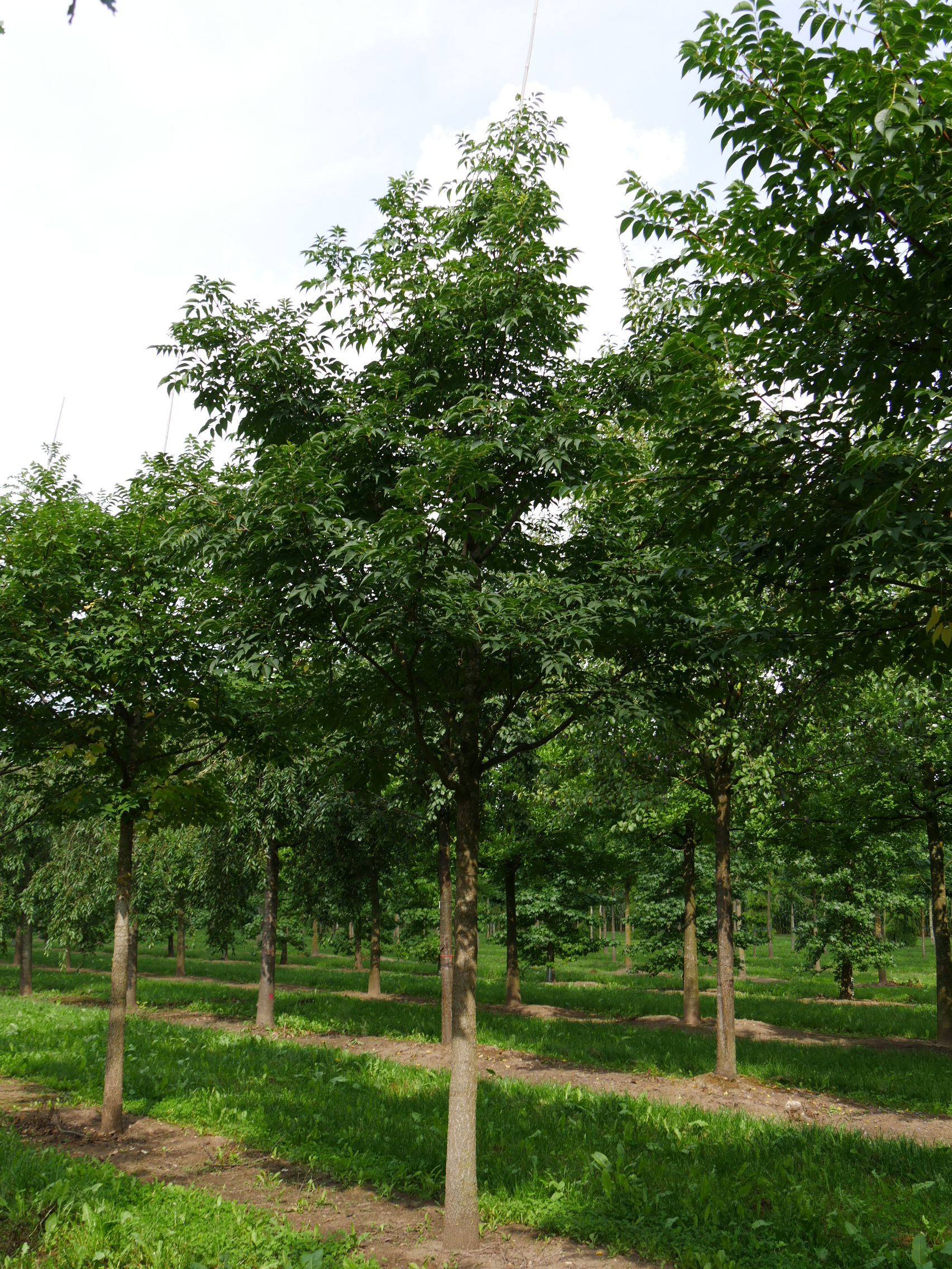 Phellodendron amurense | Amur kurkboom - Van den Berk Boomkwekerijen