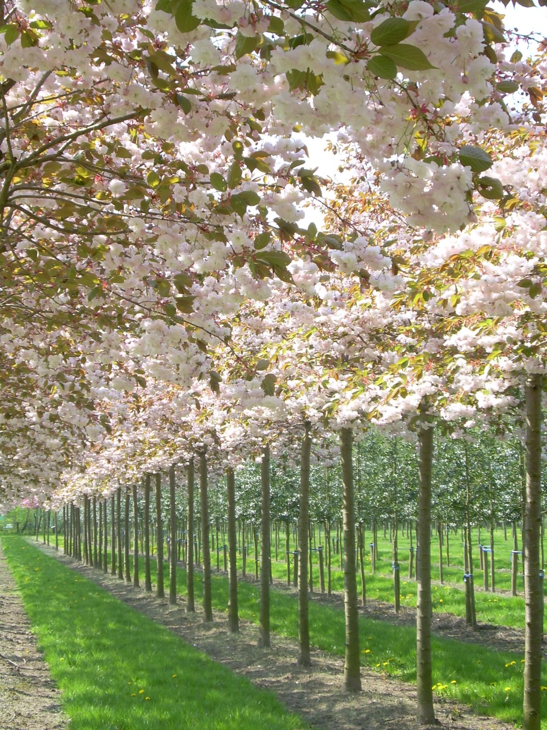 Prunus serrulata 'Fugenzo' - Van den Berk Boomkwekerijen