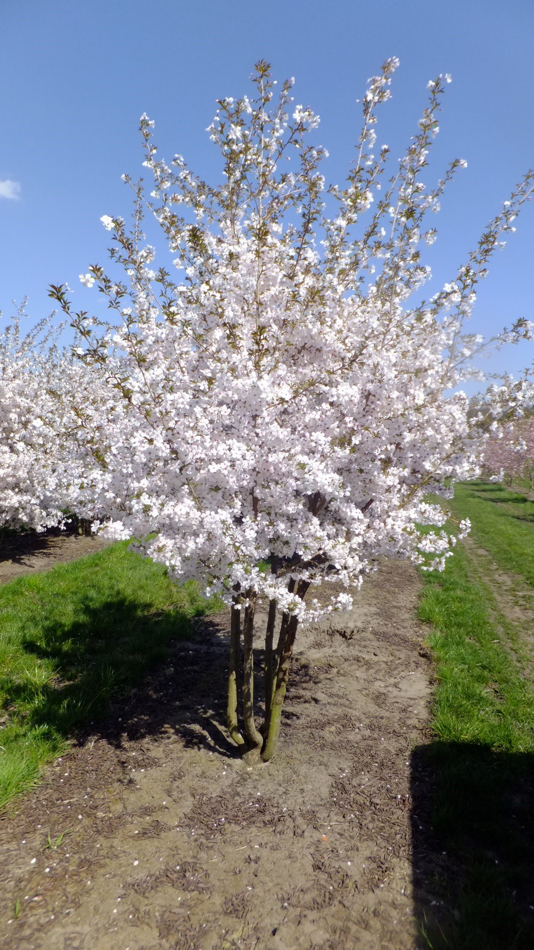Prunus 'The Bride' | Sierkers (cv) - Van den Berk Boomkwekerijen