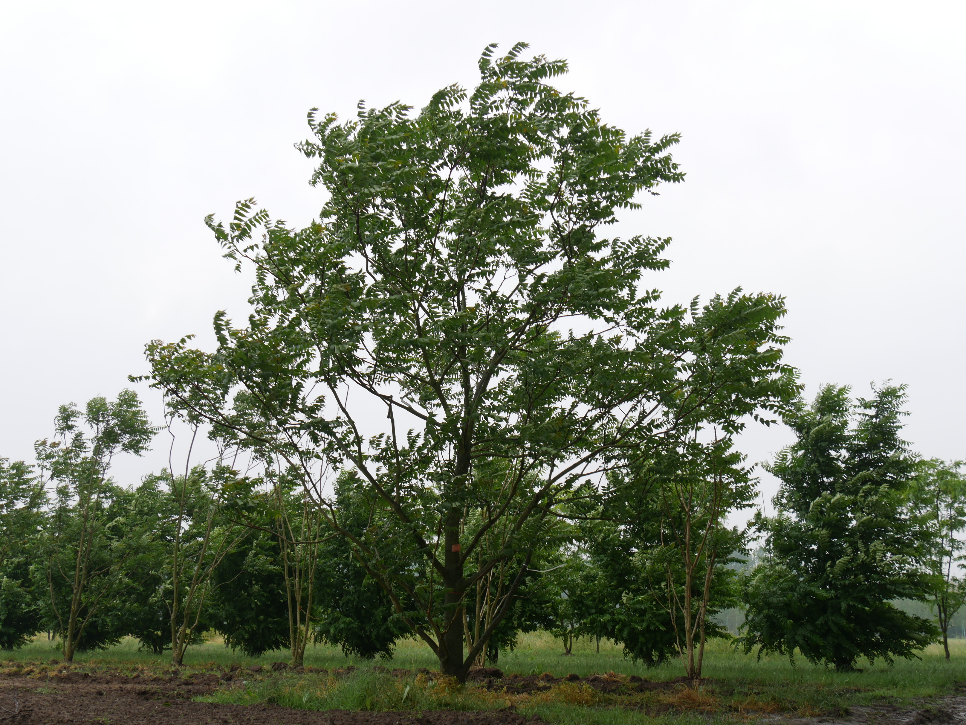 Ailanthus altissima | Hemelboom - Van den Berk Boomkwekerijen