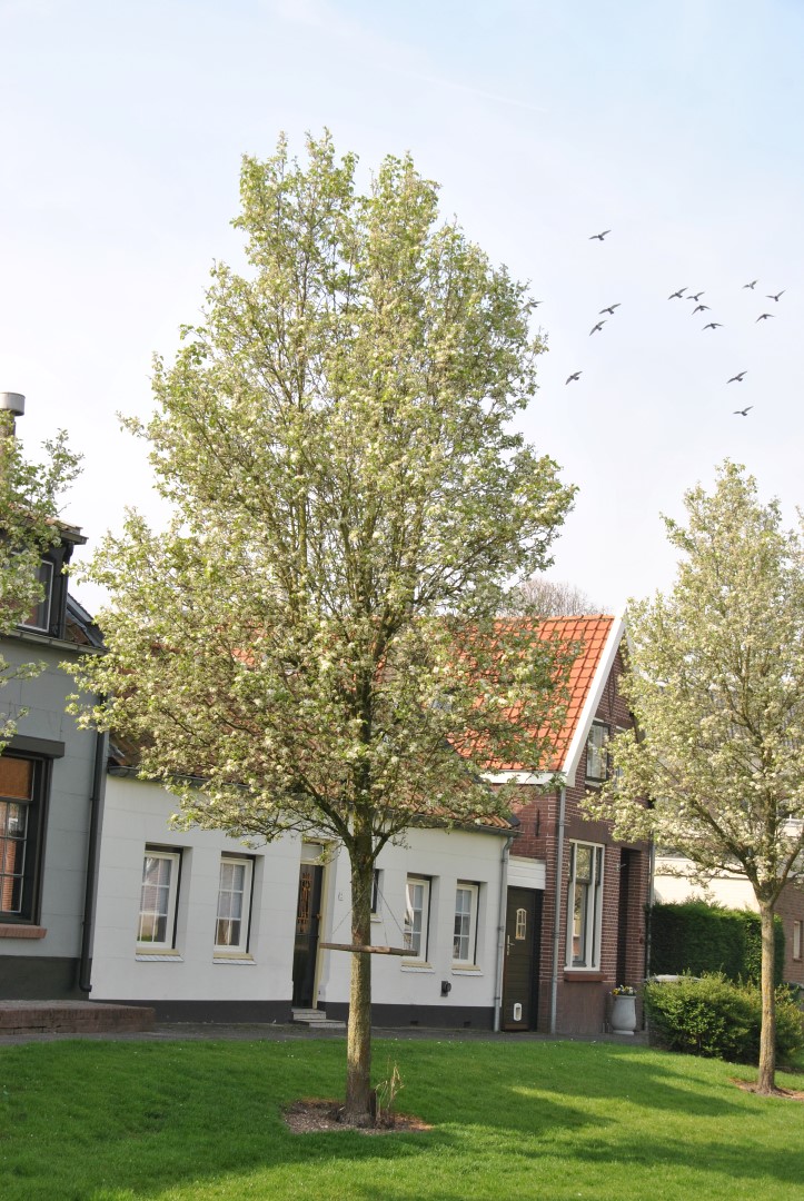 Pyrus calleryana 'Chanticleer' | Sierpeer (cv) - Van den Berk ...