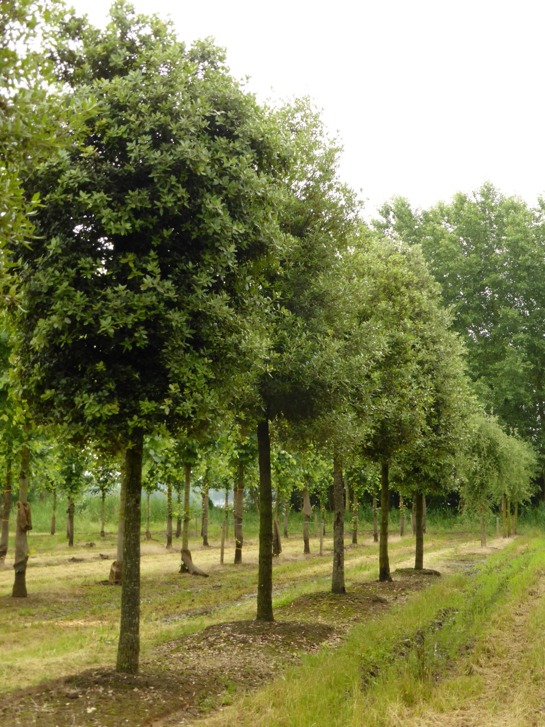 Quercus ilex | Steeneik - Van den Berk Boomkwekerijen