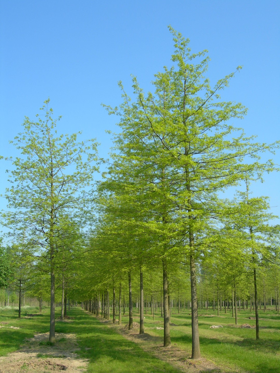 Quercus palustris | Moeraseik - Van den Berk Boomkwekerijen