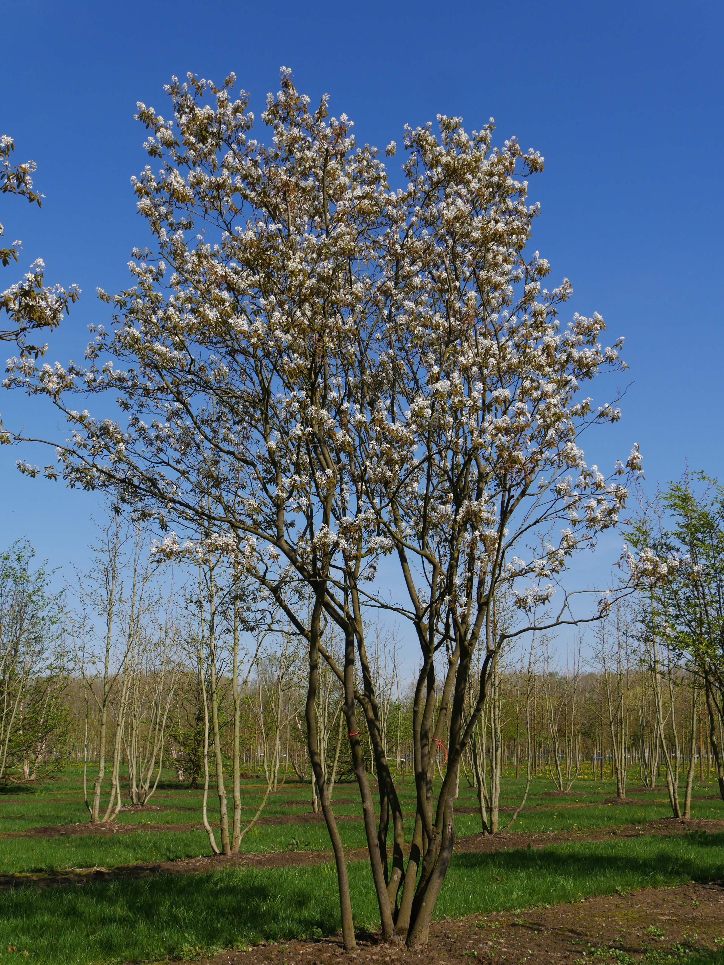 Amelanchier lamarckii | Krentenboompje - Van den Berk Boomkwekerijen