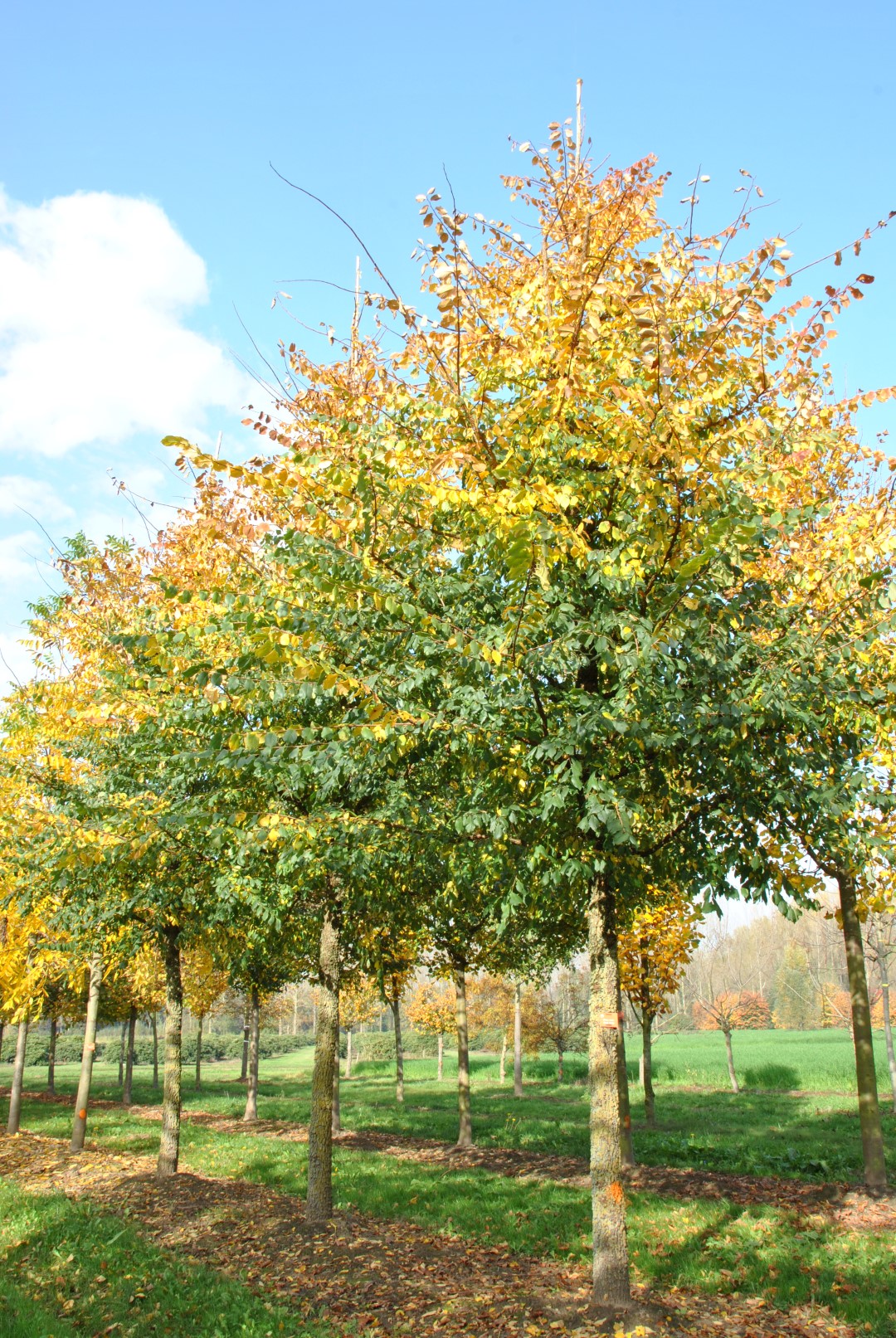 Ulmus minor 'Cloud Corky' | Kurkiep - Van den Berk Boomkwekerijen