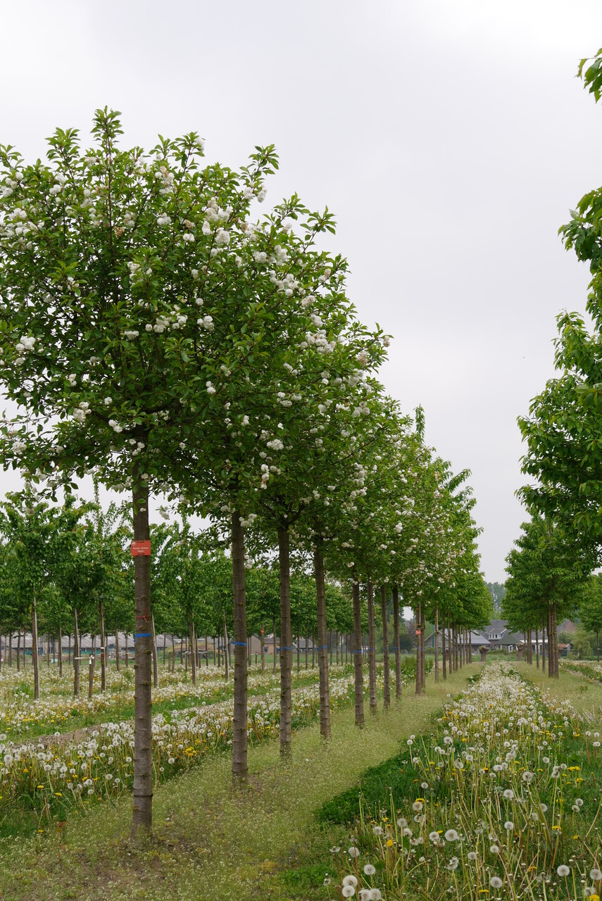 Prunus cerasus 'Rhexii' | Morel (cv) - Van den Berk Boomkwekerijen