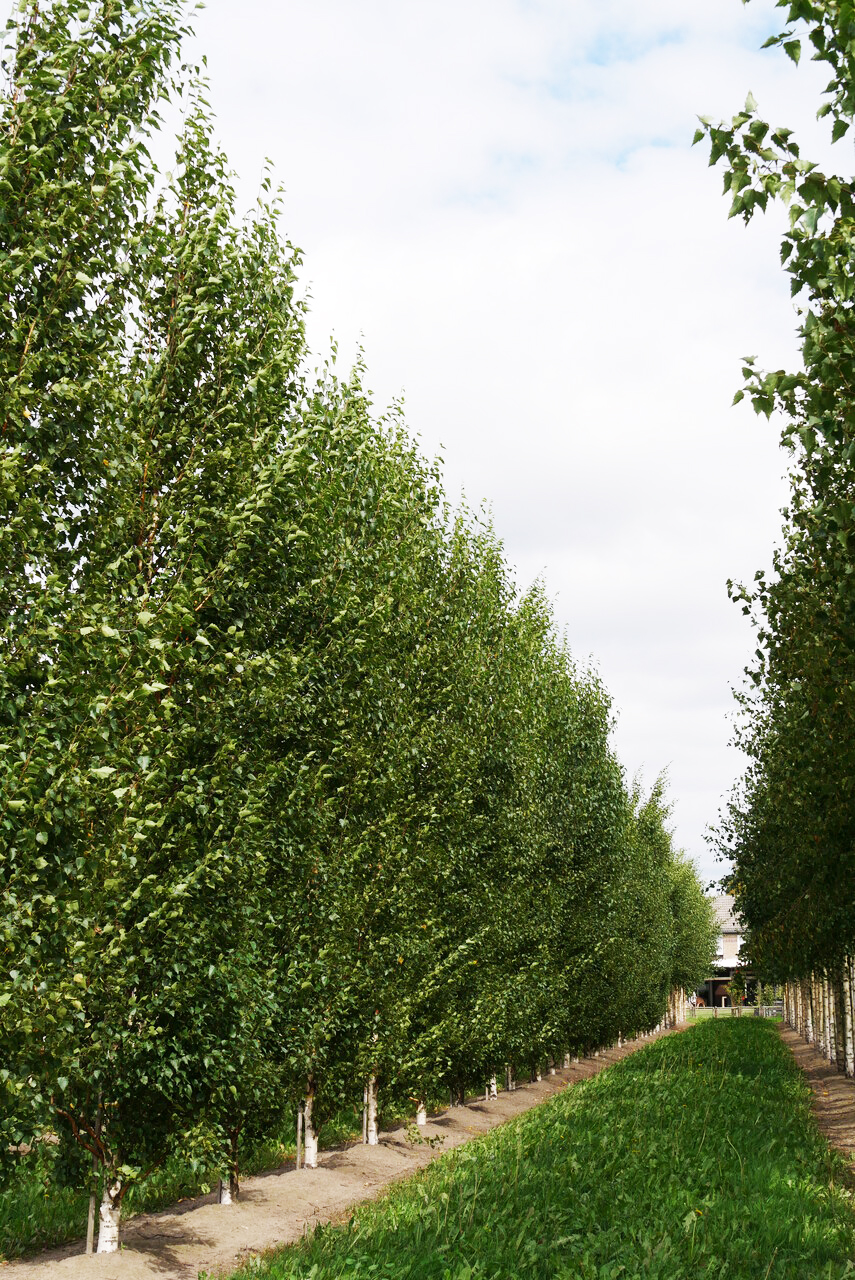 Betula pendula FASTIGIATA JOES ('Jolep1') - Van den Berk Boomkwekerijen