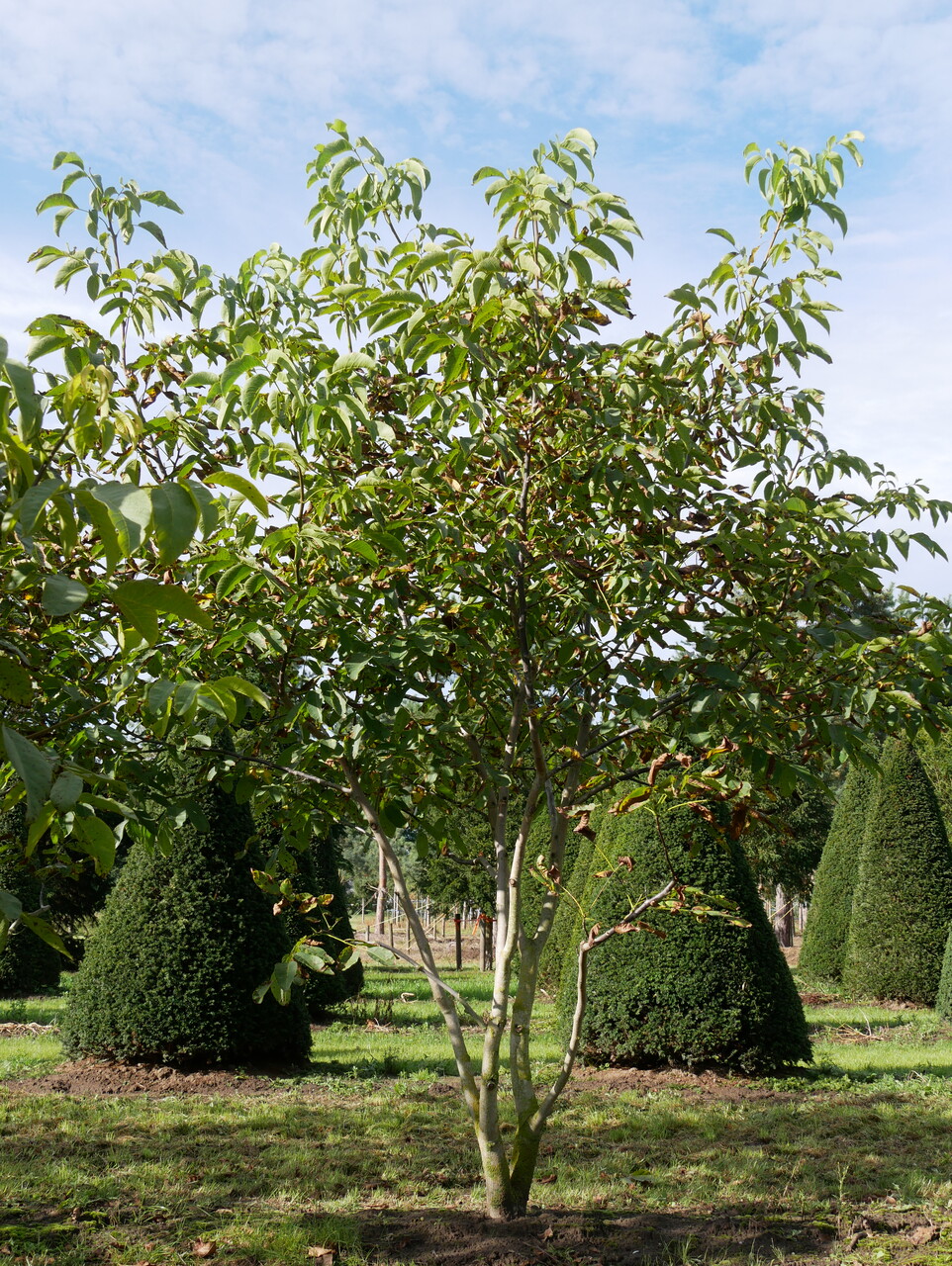 Juglans regia | Gewone walnoot, Okkernoot - Van den Berk Boomkwekerijen
