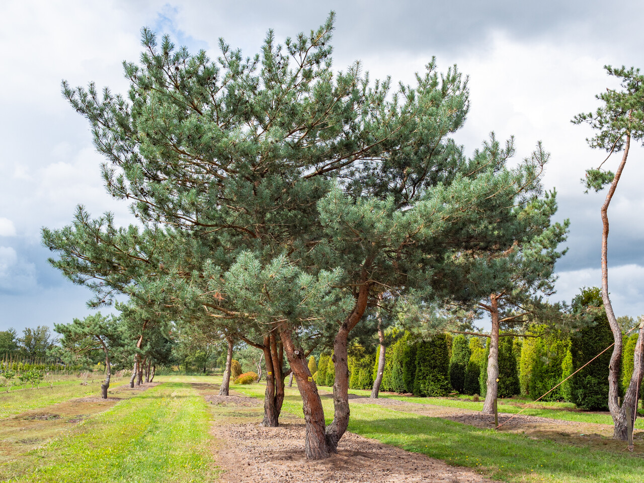Pinus sylvestris | Grove den, Vliegden - Van den Berk Boomkwekerijen