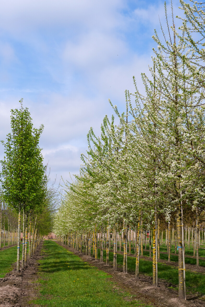 Prunus mahaleb | Weichselboom - Van den Berk Boomkwekerijen