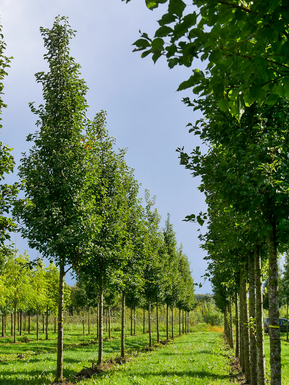 Pyrus calleryana 'Chanticleer' | Sierpeer (cv) - Van den Berk ...
