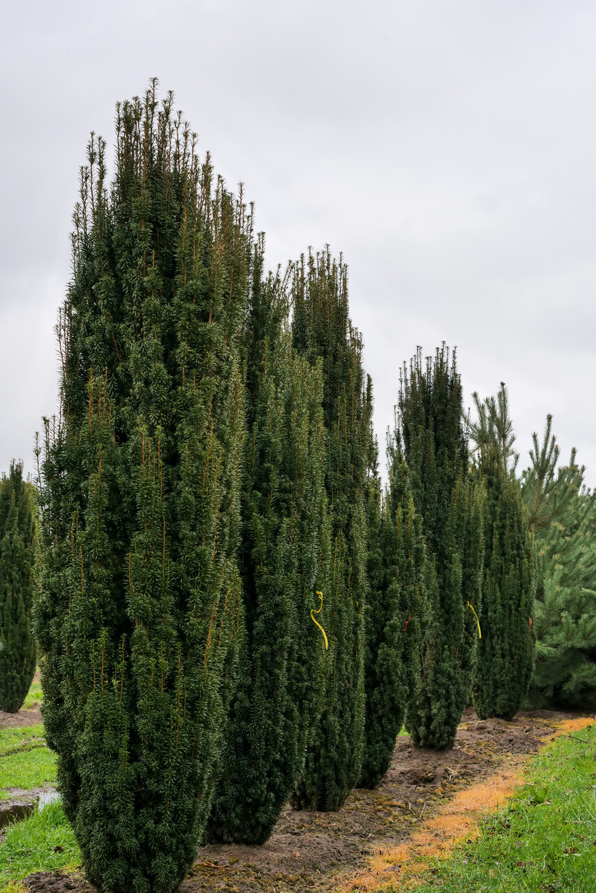 Taxus baccata 'Fastigiata' | Ierse Taxus - Van den Berk Boomkwekerijen