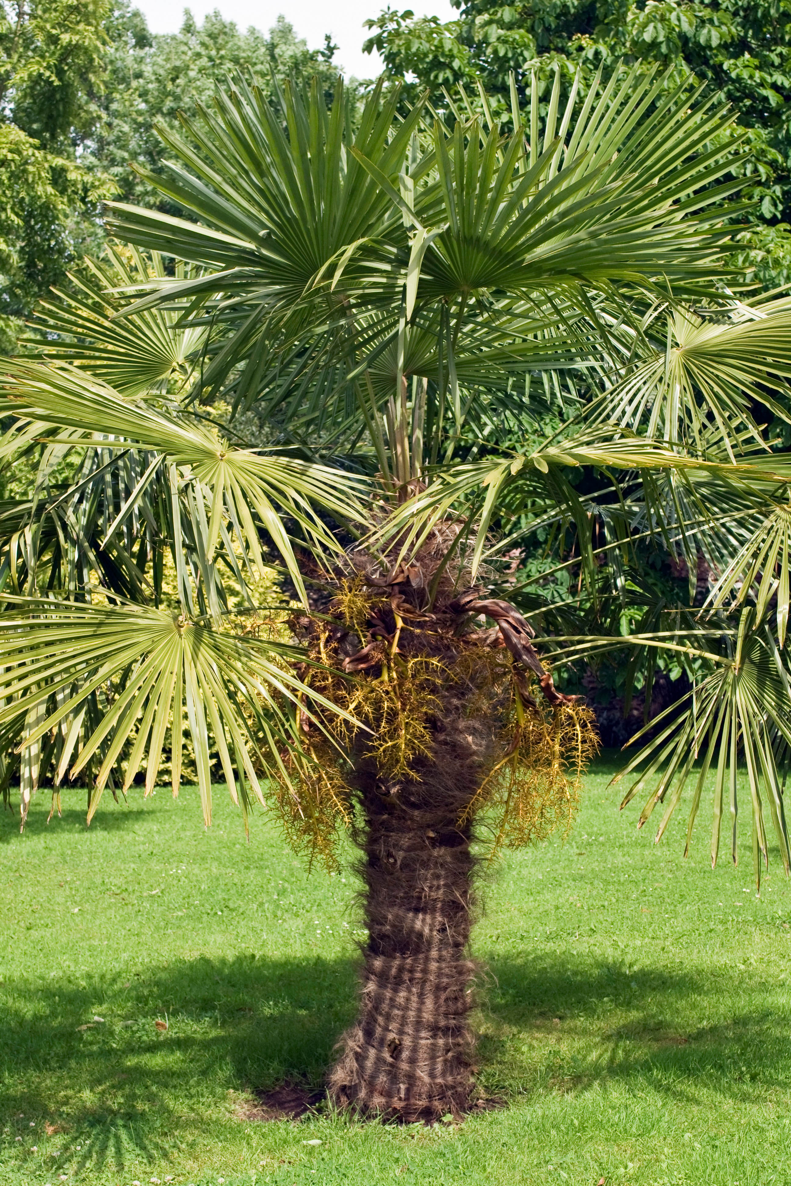 Trachycarpus fortunei | Chinese waaierpalm , henneppalm - Van den Berk ...