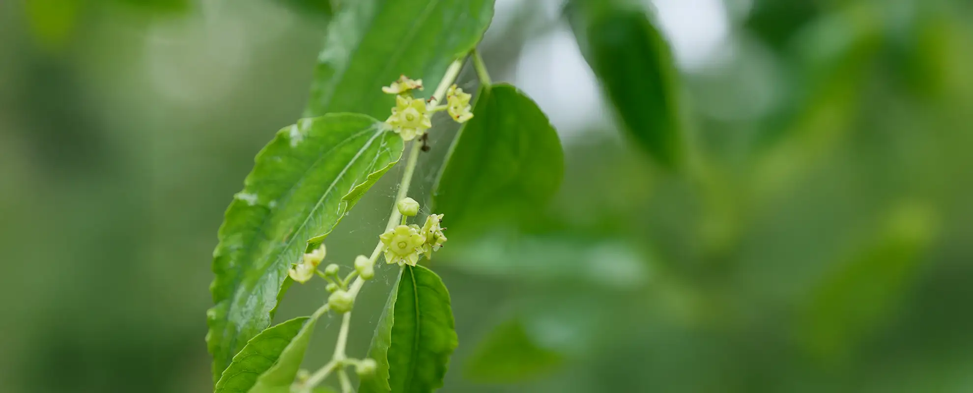 Ziziphus jujuba | Chinese dadelboom, Chinese jujube - Van den Berk ...