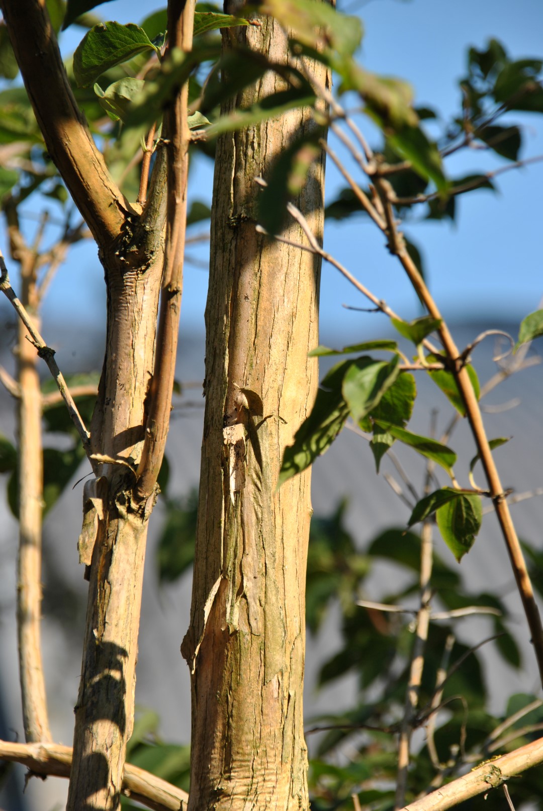 Bomen met een opvallende bast of wintertwijgen