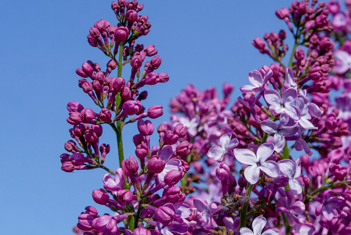 Bomen met paarse bloesem