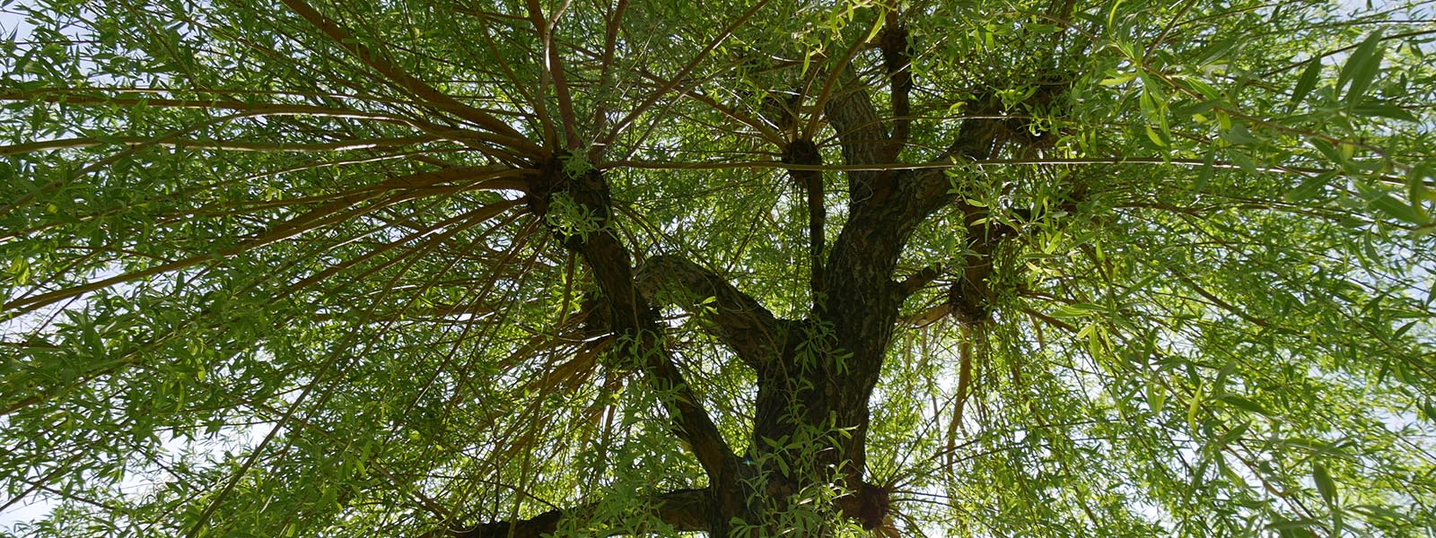 Treurwilg en andere mooie treurbomen
