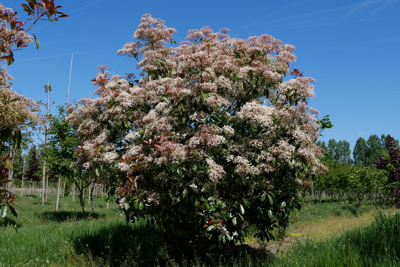 Photinia ×fraseri 'Red Robin' - Van den Berk Boomkwekerijen