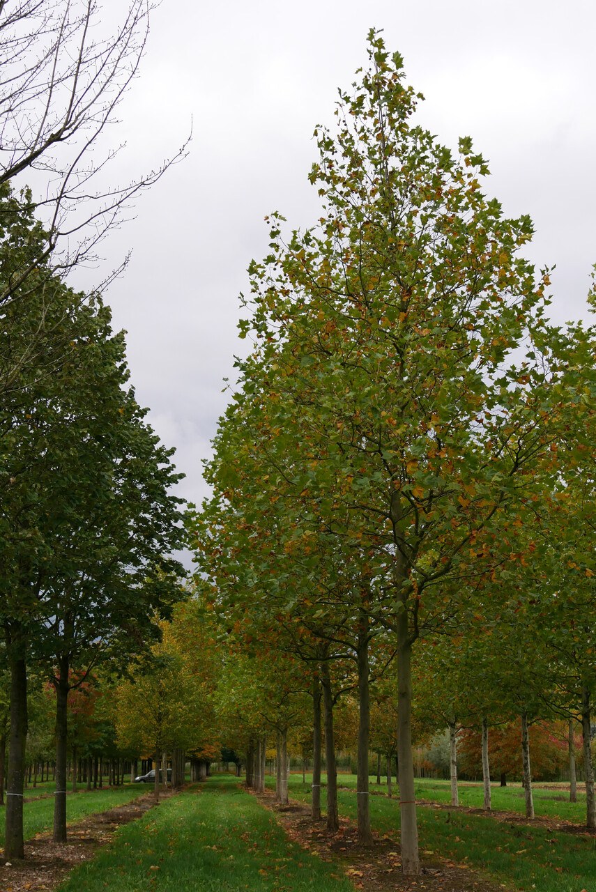 Platanus ×hispanica | Gewone plataan - Van den Berk Boomkwekerijen