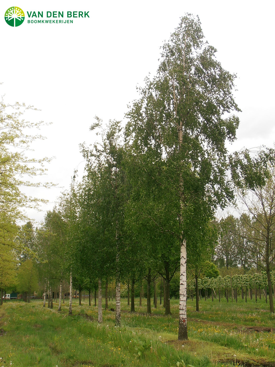 Betula pendula | Ruwe berk - Van den Berk Boomkwekerijen