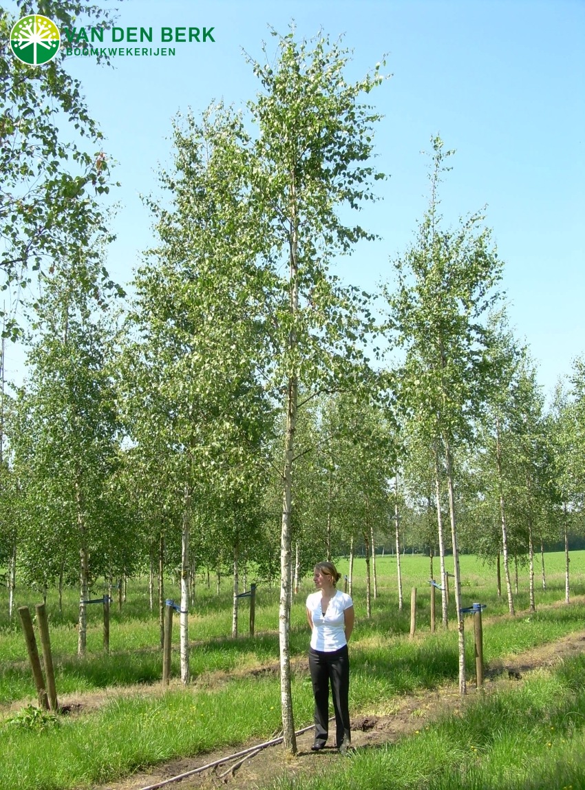 Betula pubescens | Zachte berk - Van den Berk Boomkwekerijen