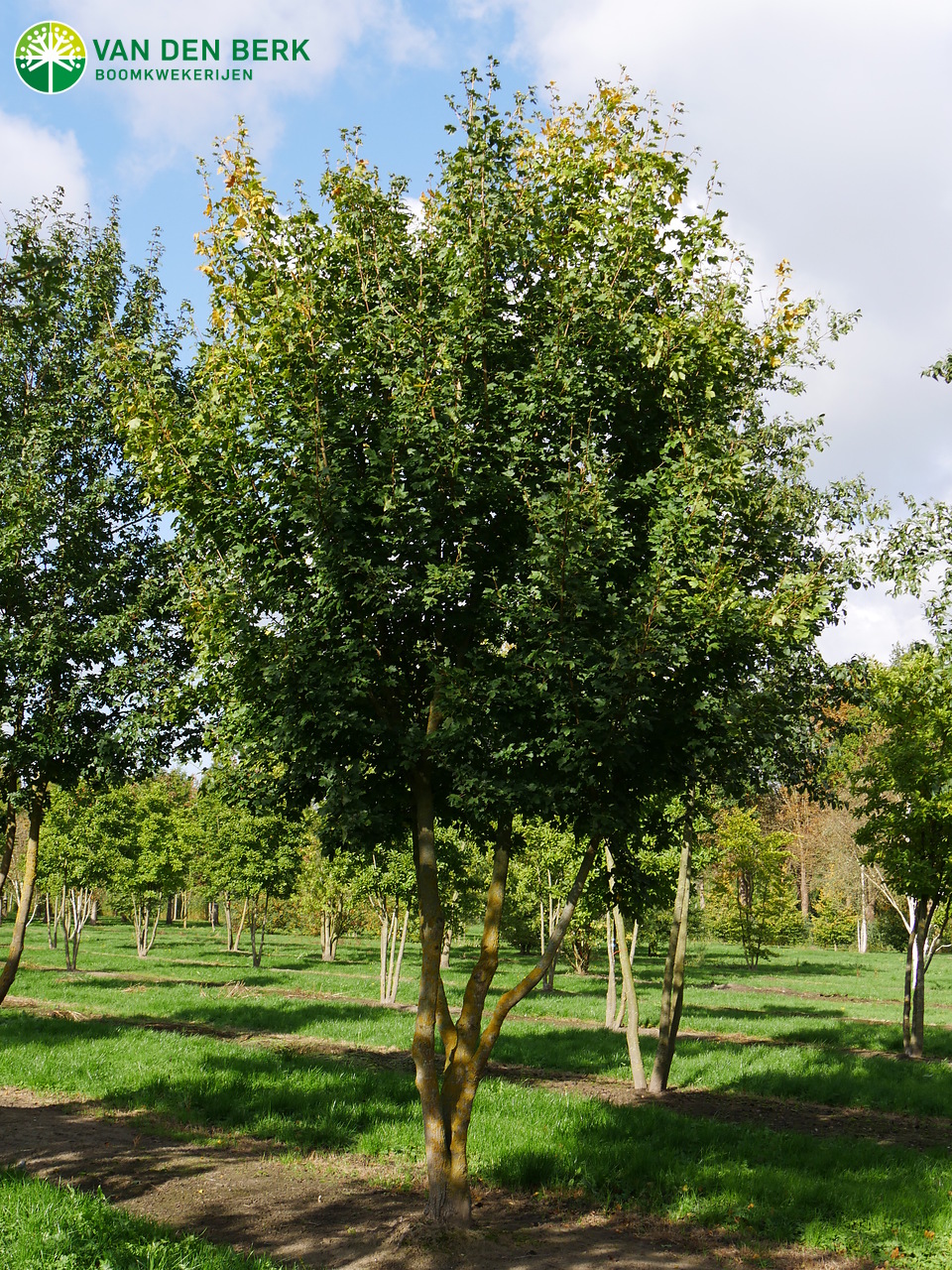 Acer campestre | Spaanse aak, Veldesdoorn - Van den Berk Boomkwekerijen