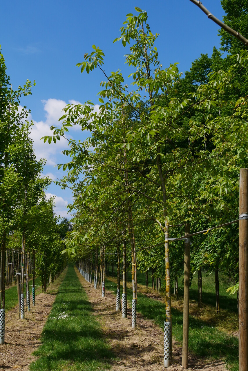 Juglans regia | Gewone walnoot, Okkernoot - Van den Berk Boomkwekerijen