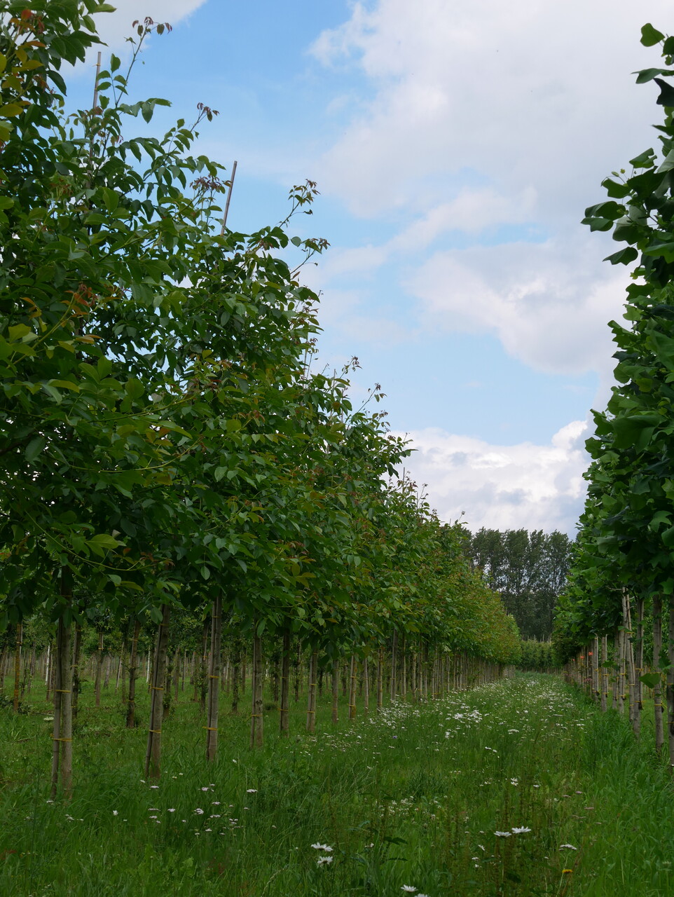 Juglans regia | Gewone walnoot, Okkernoot - Van den Berk Boomkwekerijen