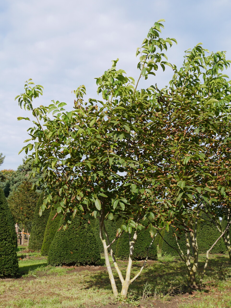 Juglans regia | Gewone walnoot, Okkernoot - Van den Berk Boomkwekerijen