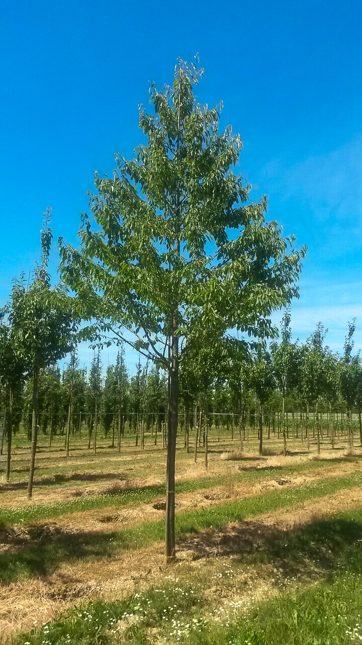 Prunus avium | Zoete kers, Kriek, Limburgse boskriek, Wilde kers ...