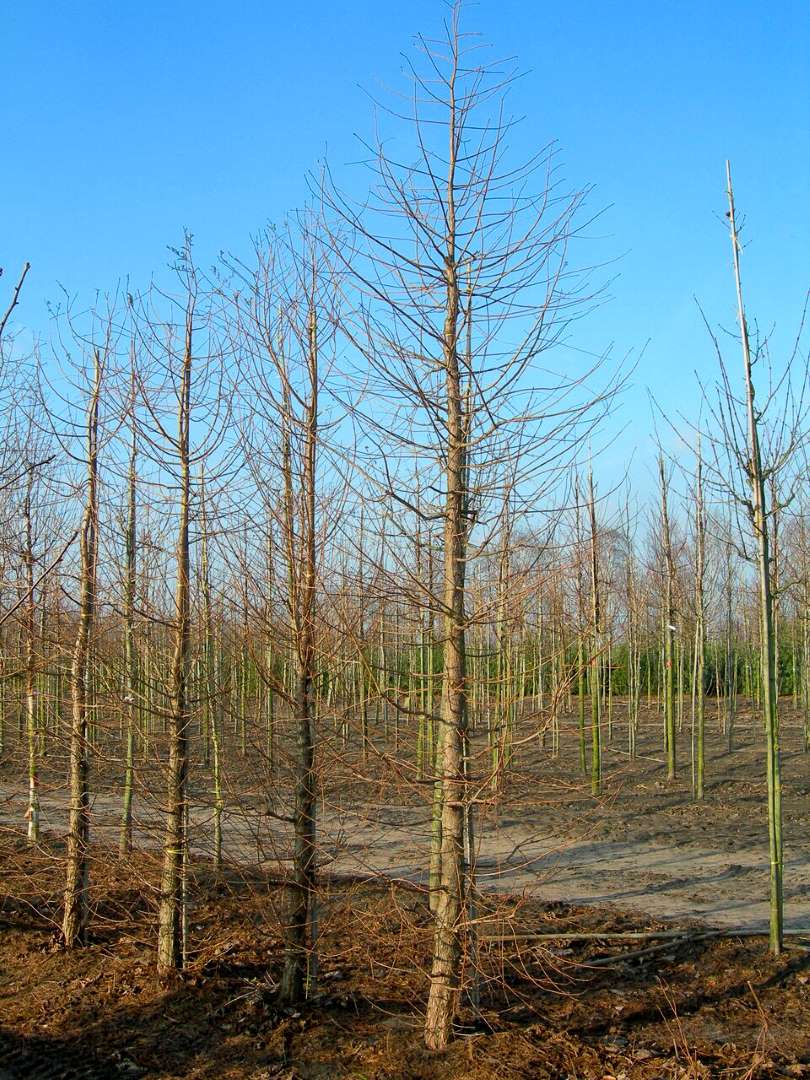Taxodium distichum | Moerascypres - Van den Berk Boomkwekerijen