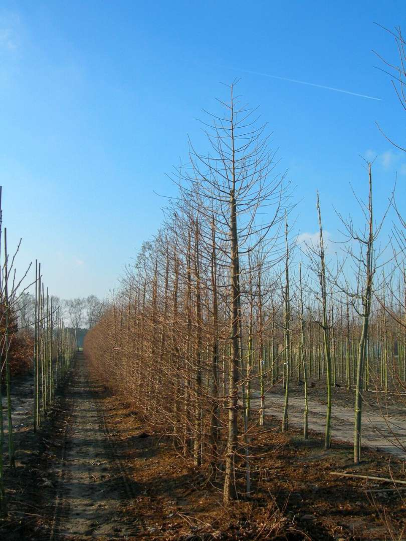 Taxodium distichum | Moerascypres - Van den Berk Boomkwekerijen